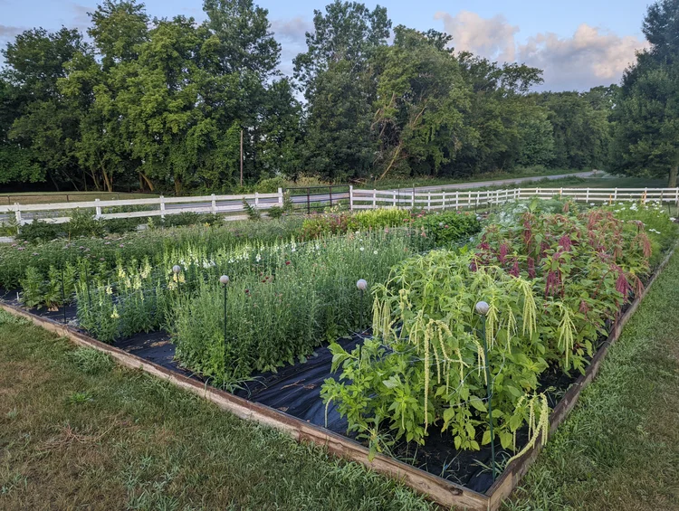 Succession Planting: The Secret to Beautiful Blooms All Season Long ...