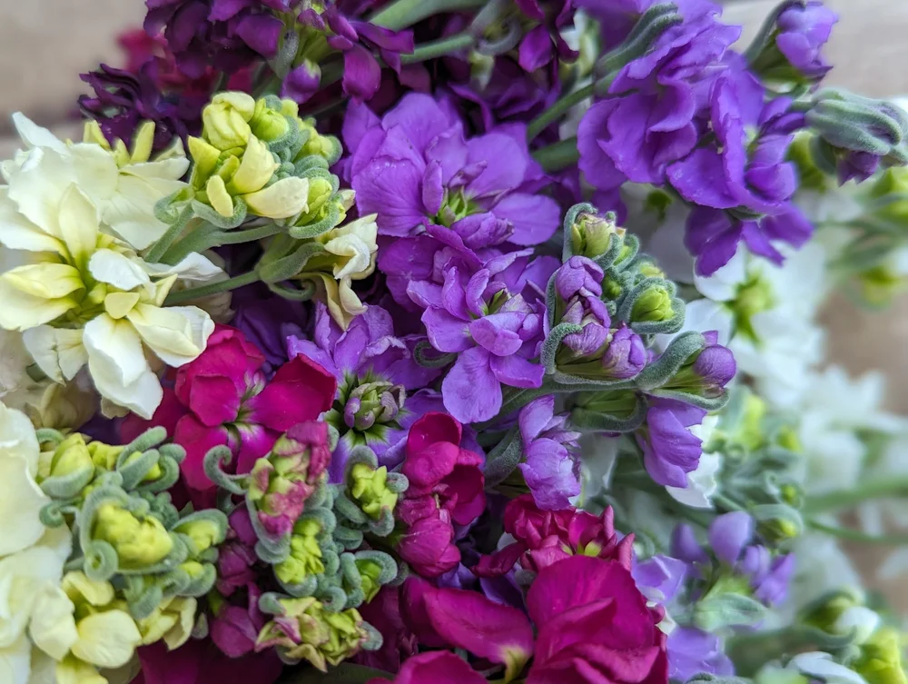 How to Grow Stock — Three Acre Farm