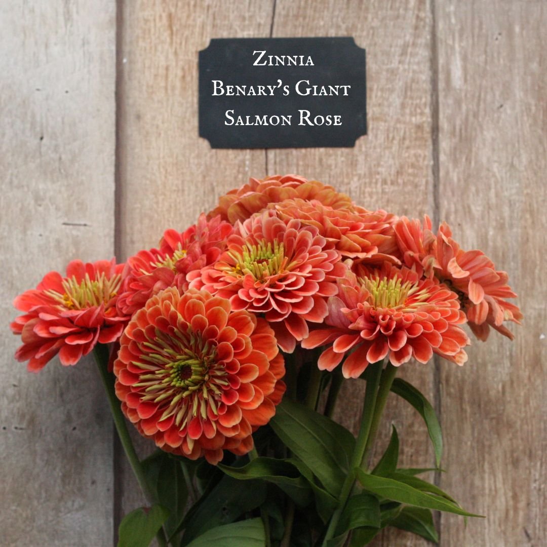 Zinnia "Benary's Giant Salmon Rose" — Three Acre Farm