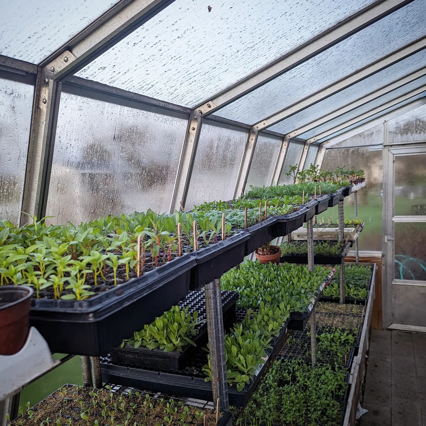What's the Best Way to Plant Your Garden? Direct Sowing vs ...