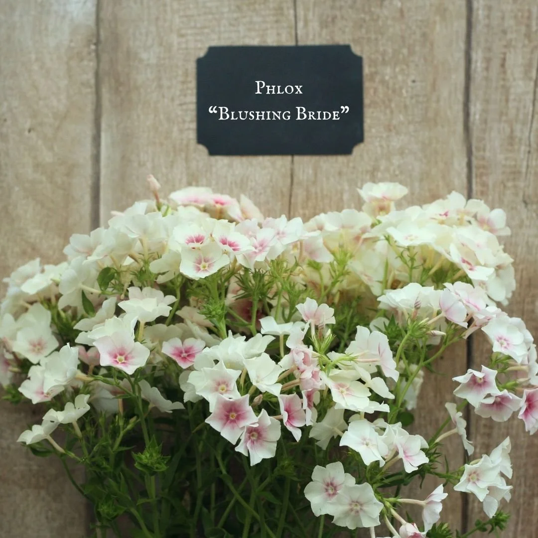 Phlox “Blushing Bride” — Three Acre Farm