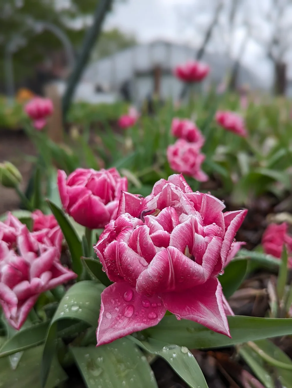 10 Great Tulips for Cut Flower Use — Three Acre Farm
