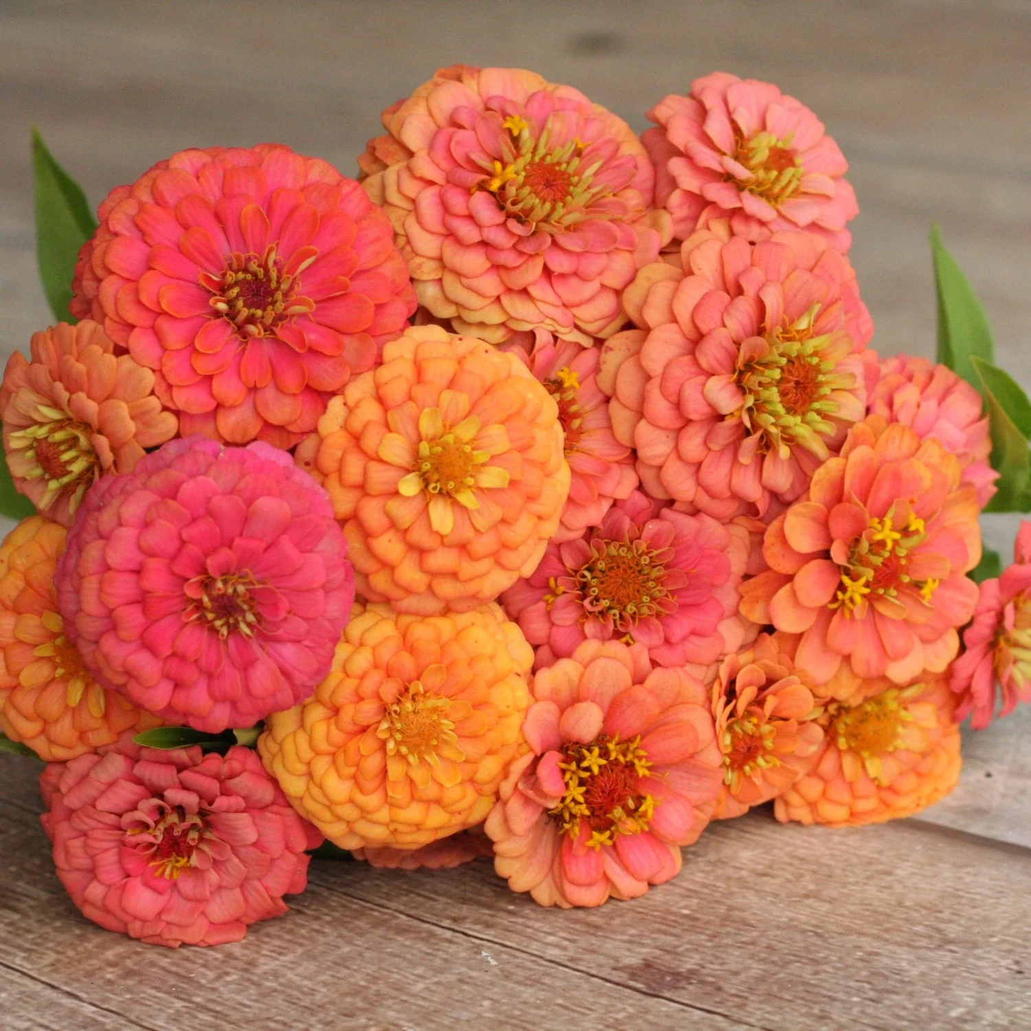 5 Easy to Grow Cut Flowers for Beginners — Three Acre Farm