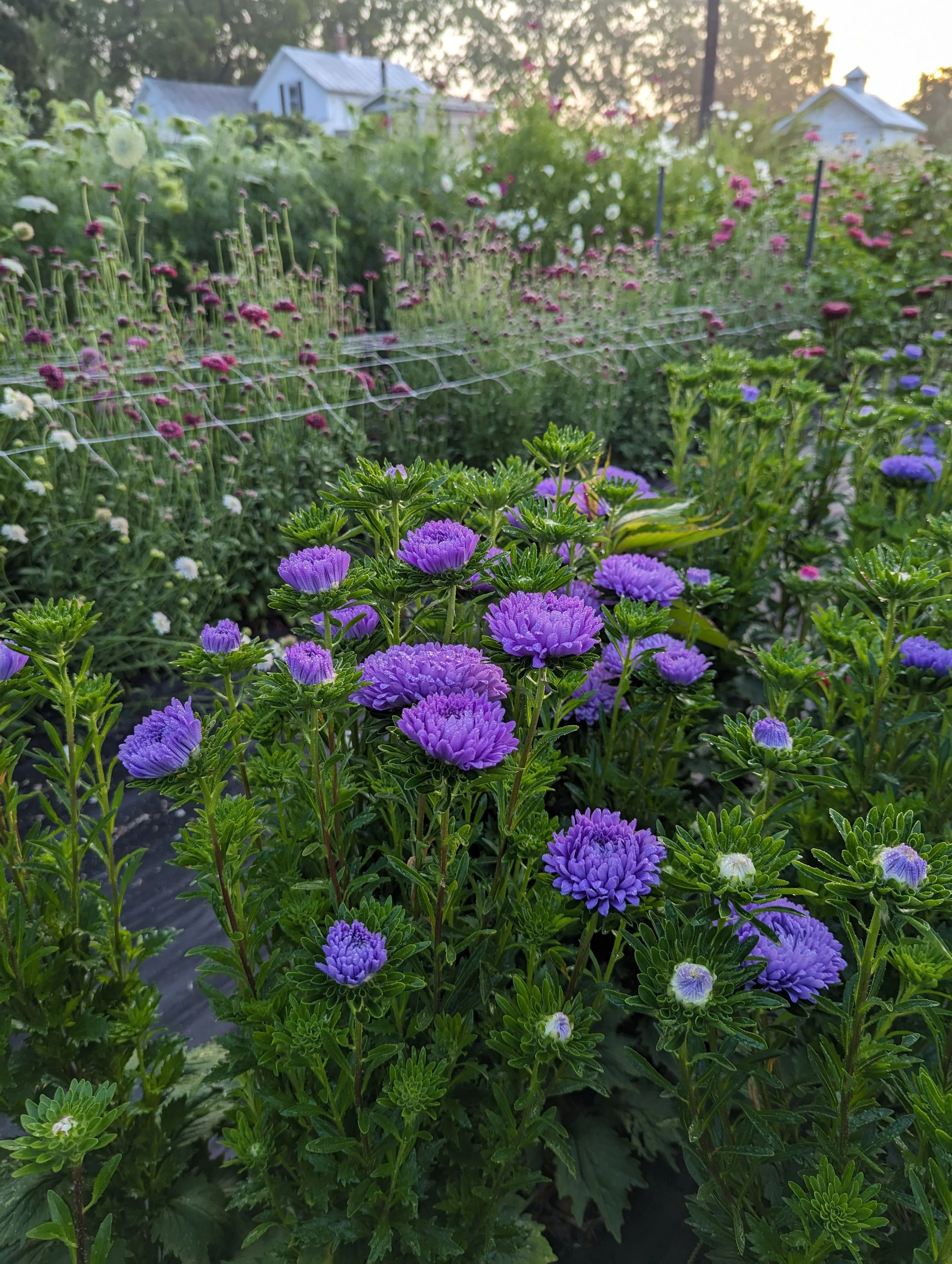 How to Grow: China Asters — Three Acre Farm