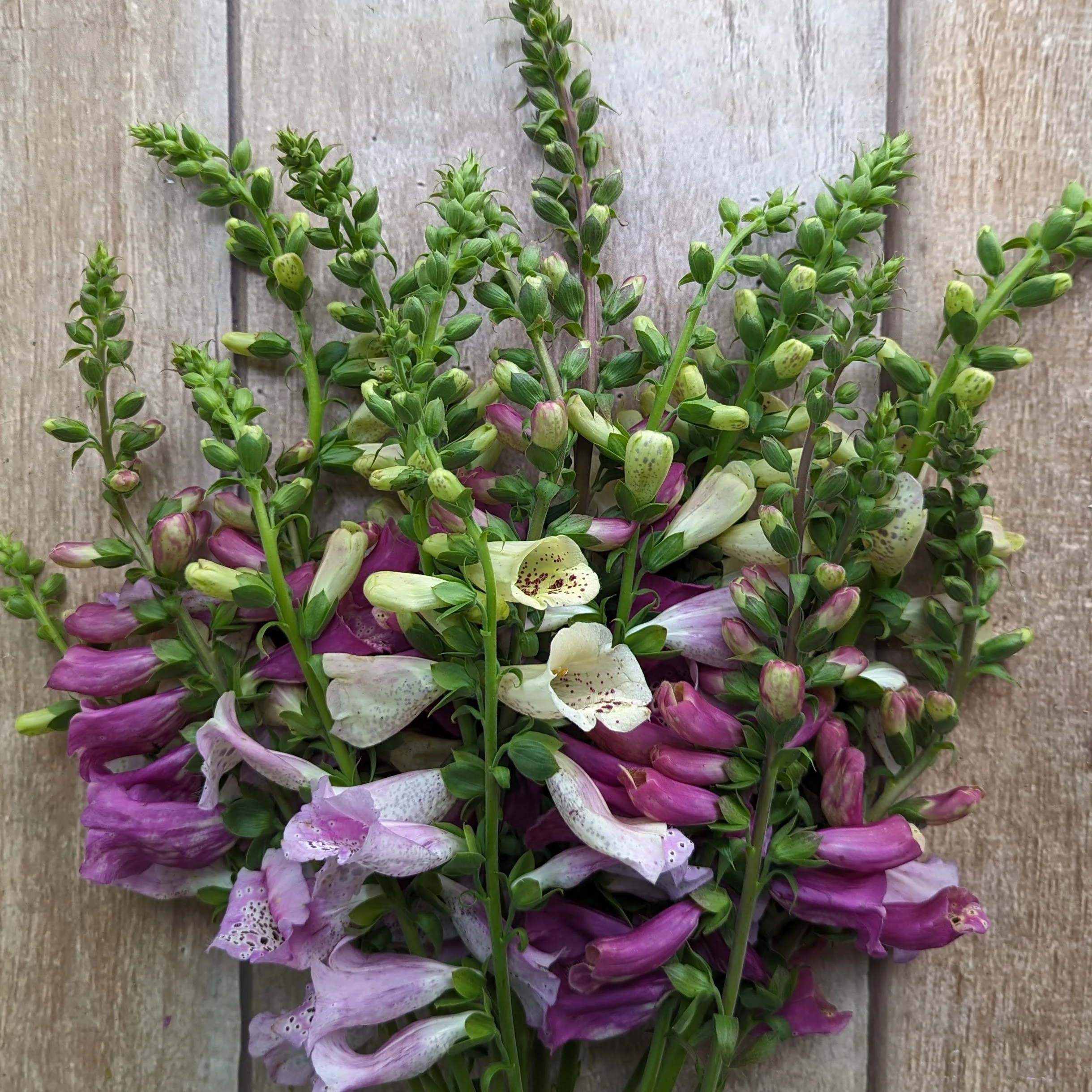 How to Grow Foxglove — Three Acre Farm