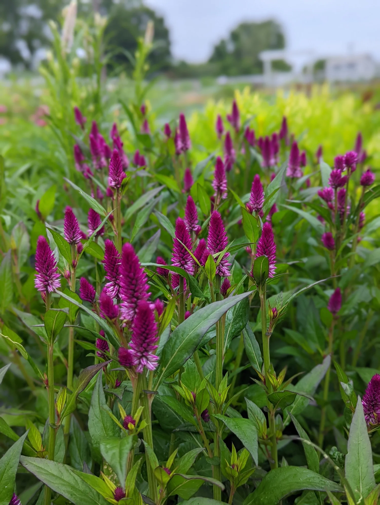 How to Grow: Celosia — Three Acre Farm