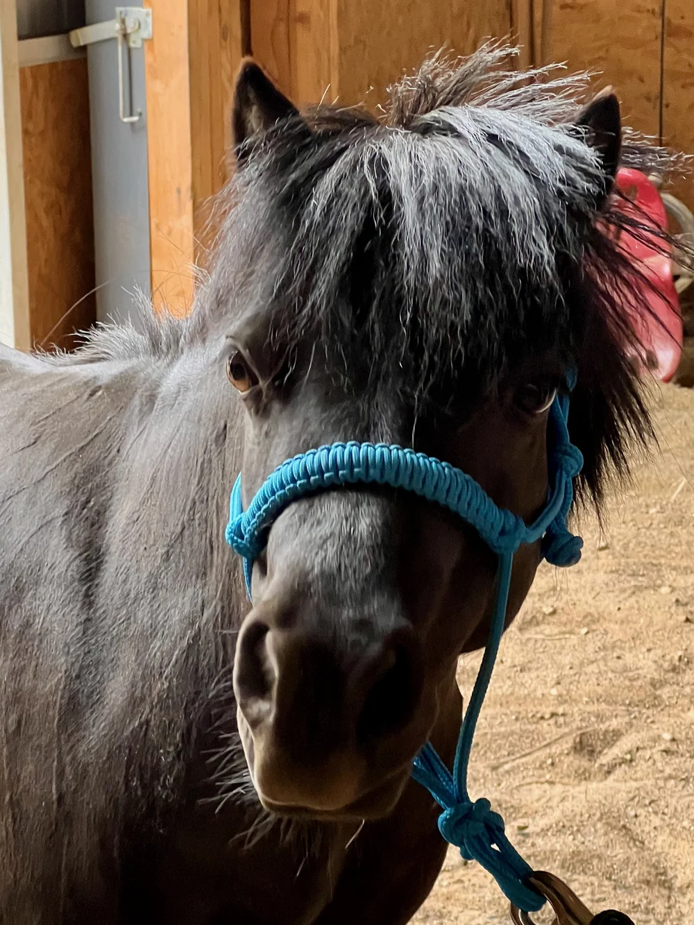 Project Horse Empowerment Center