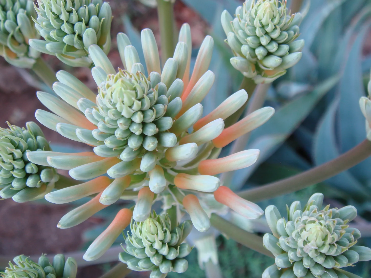 Mohair Rugs Range / Collection Choices