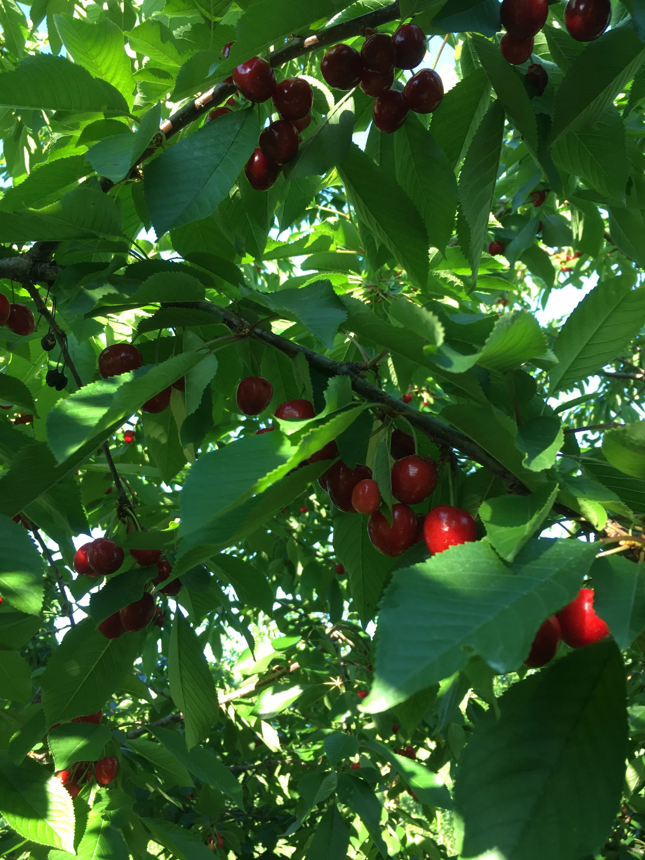 Our Produce — Quaker Valley Orchards & Guest House
