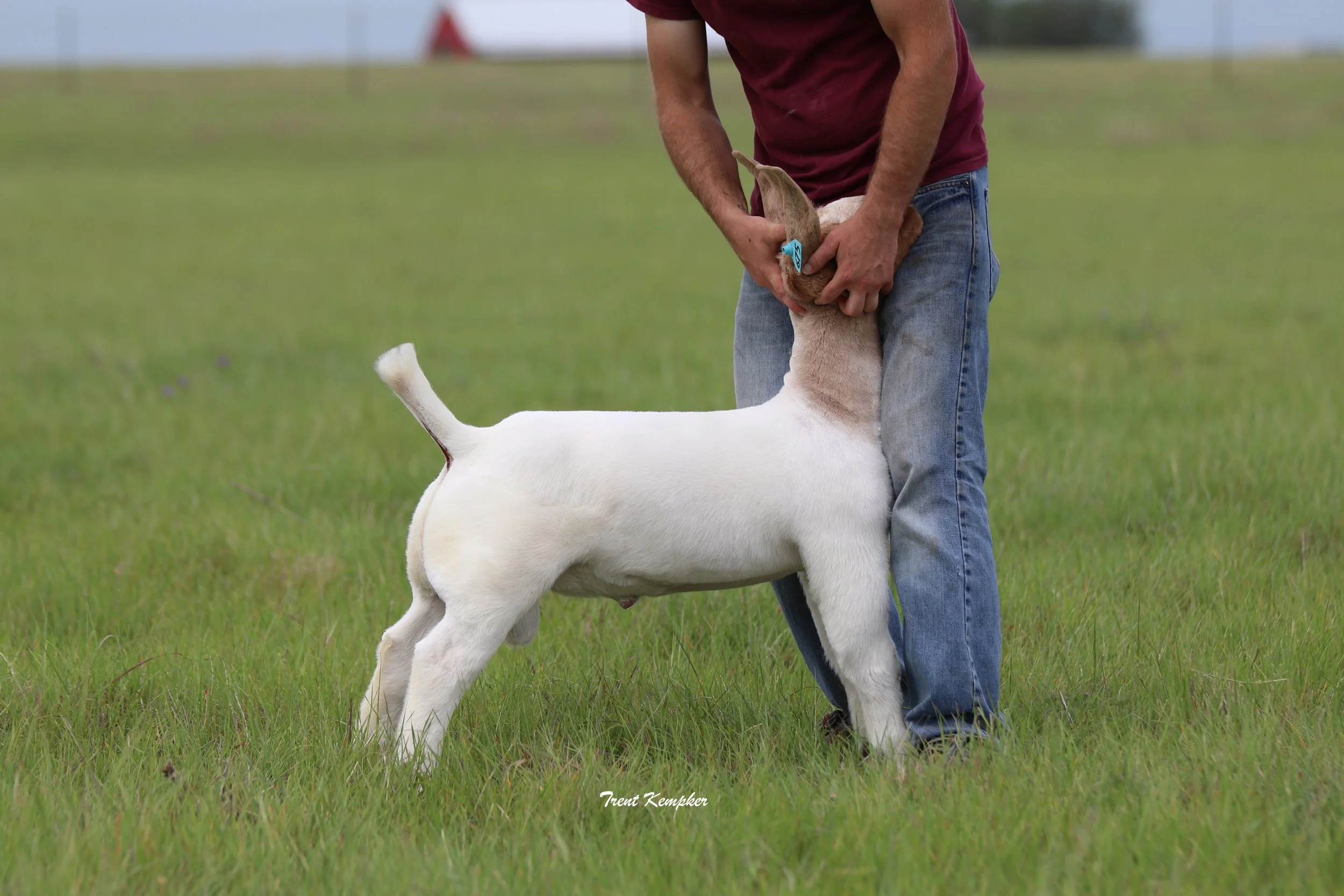 BUCKS — Falkenstien Family Show Goats