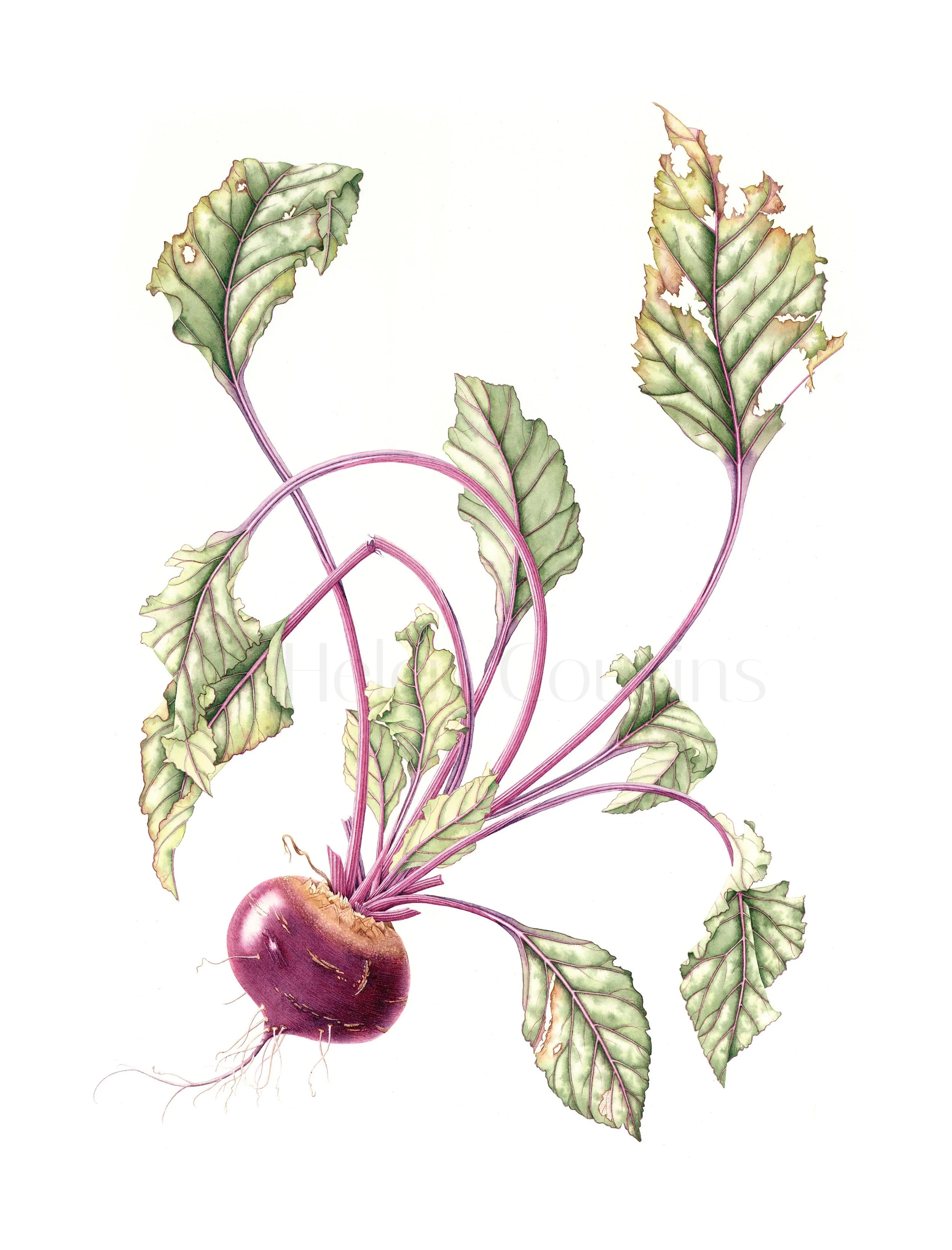 Giclée Prints — Helen Cousins Botanics