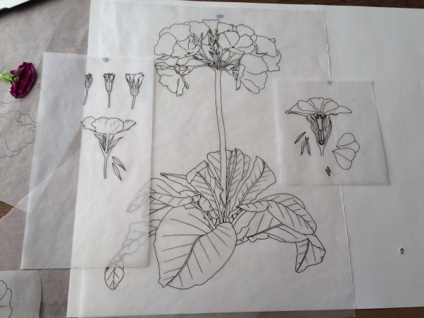 Assignment 8 — Helen Cousins Botanics