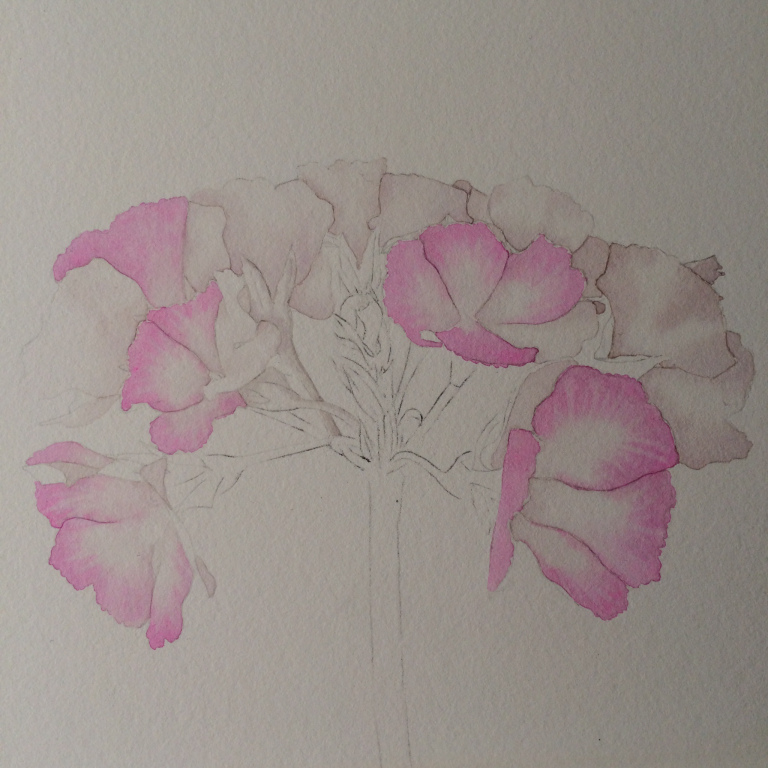 Assignment 8 — Helen Cousins Botanics