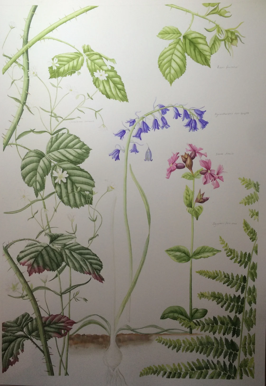 Assignment 9 — Helen Cousins Botanics