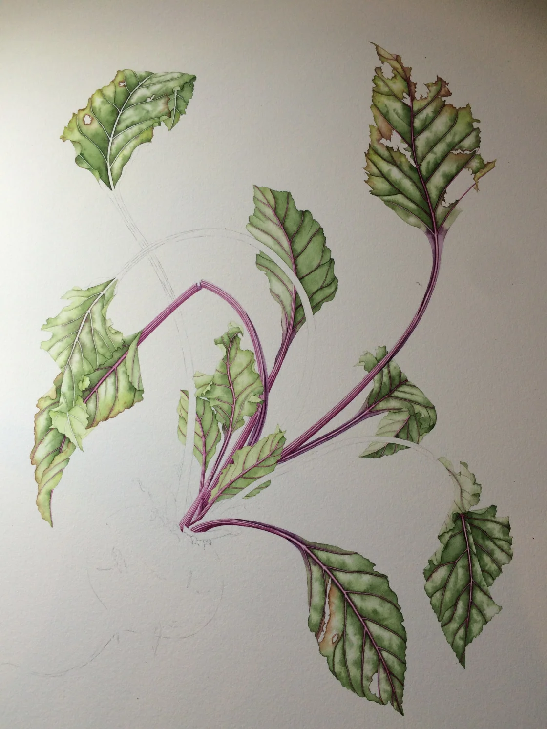 Diploma Portfolio - Beetroot — Helen Cousins Botanics