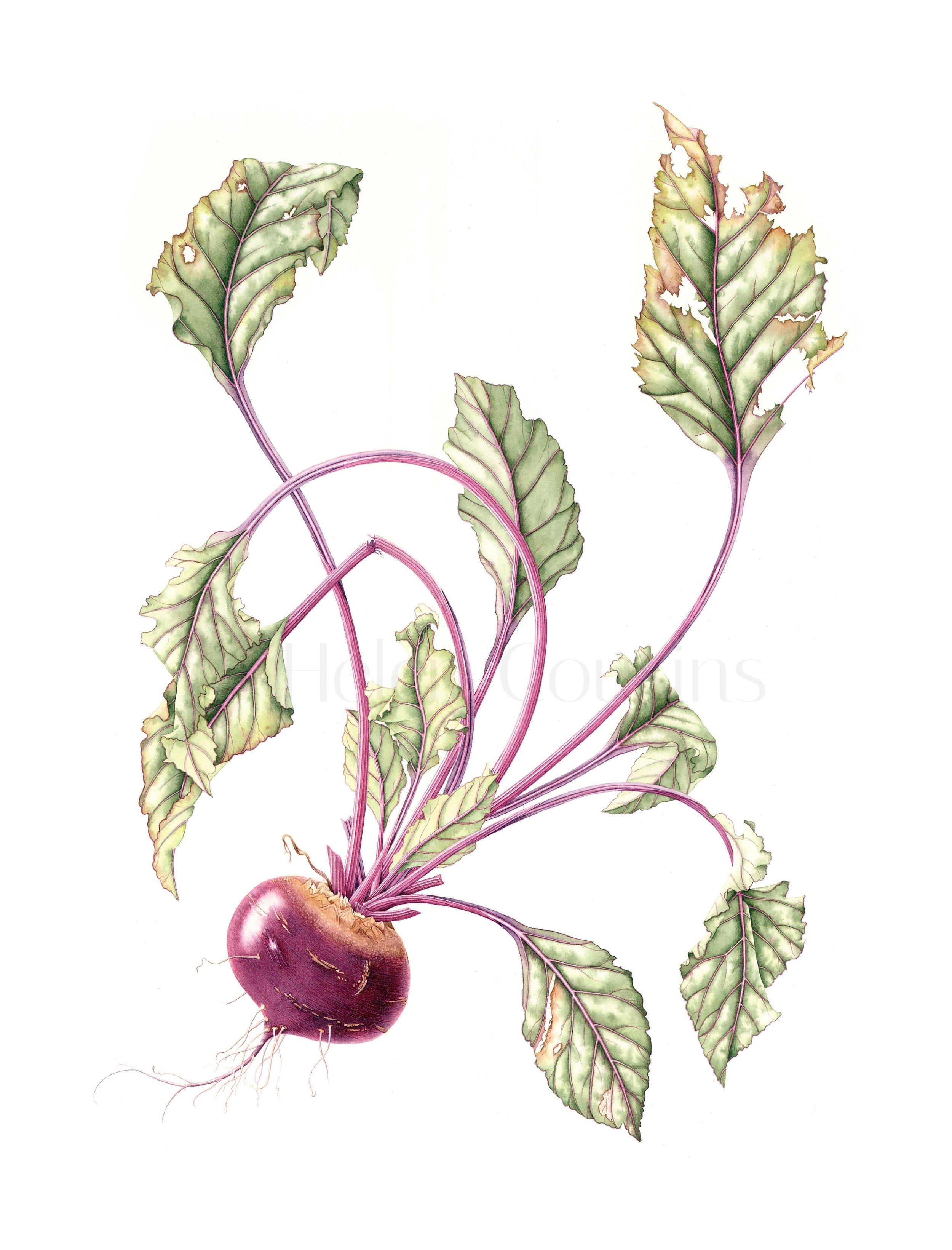 Diploma Portfolio - Beetroot — Helen Cousins Botanics
