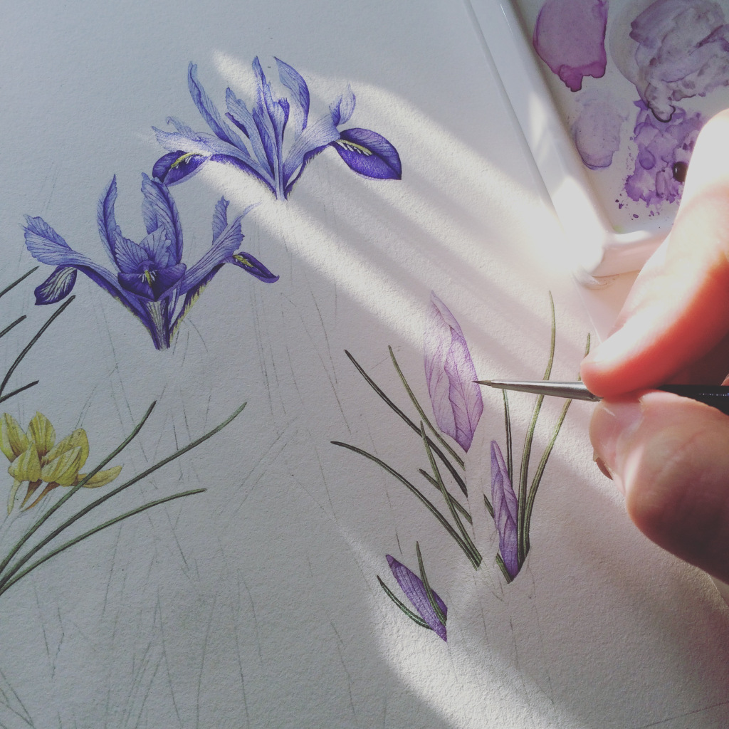 Diploma Portfolio - Mixed Floral — Helen Cousins Botanics