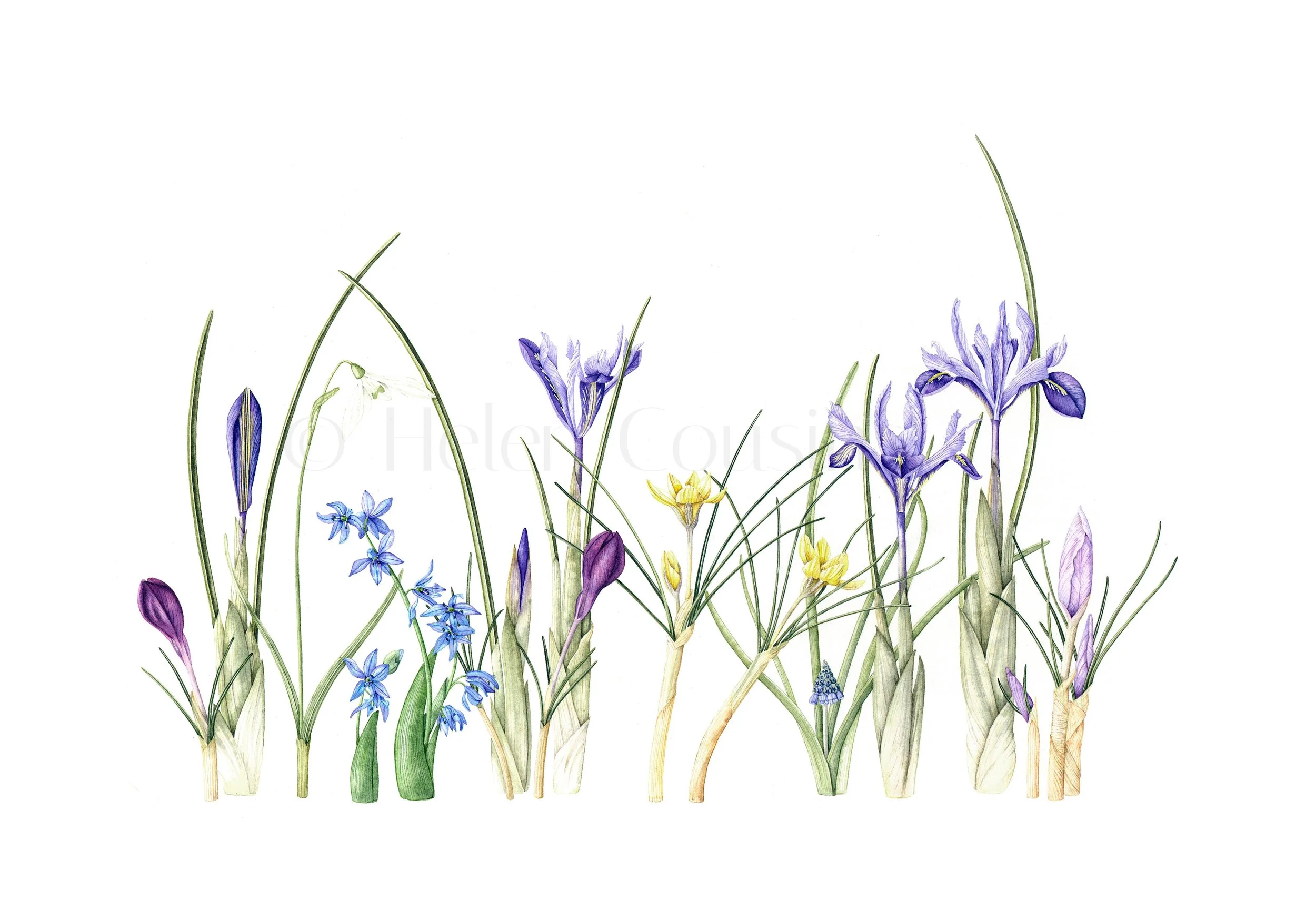 Diploma Portfolio - Mixed Floral — Helen Cousins Botanics