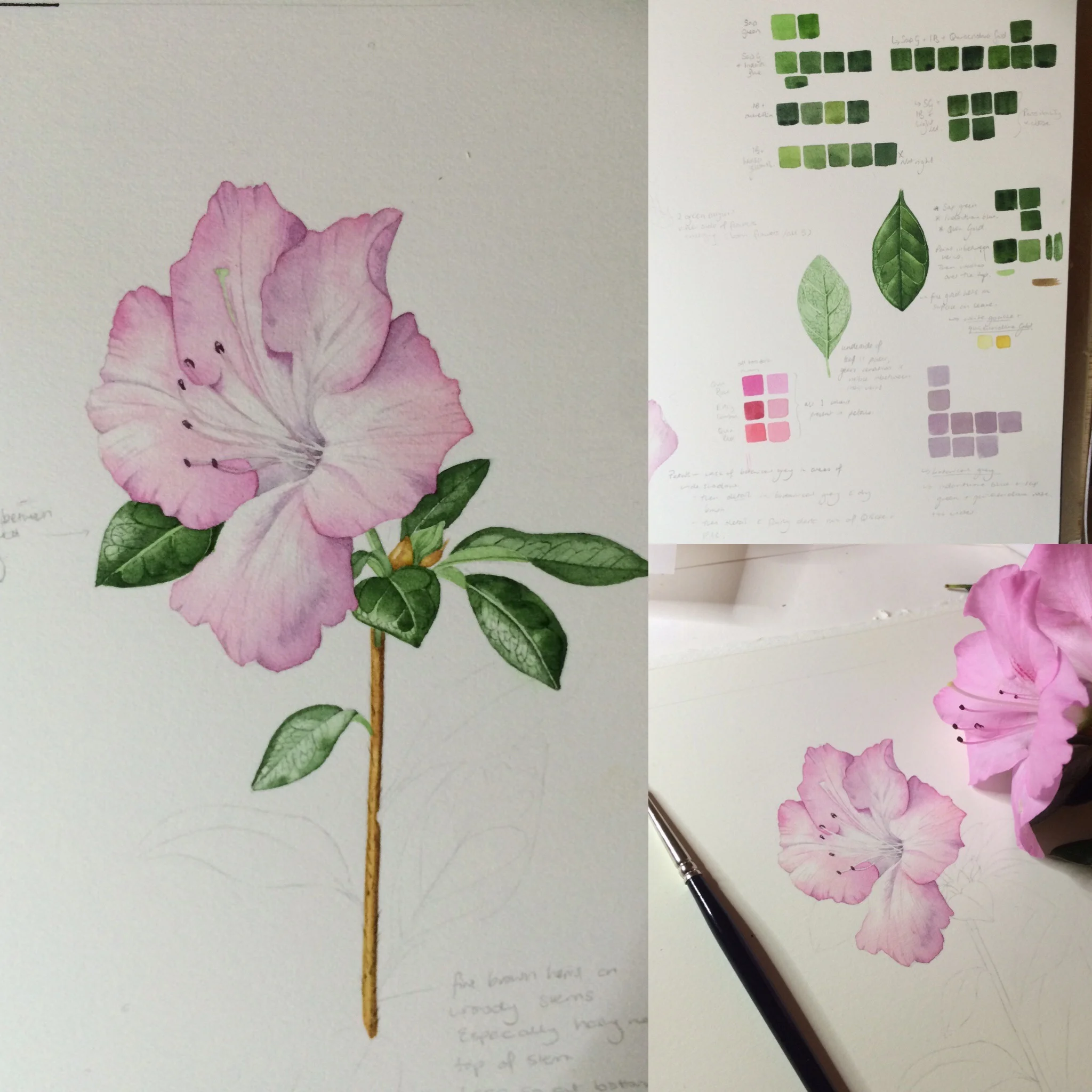 Diploma Portfolio - Botanical Illustration — Helen Cousins Botanics