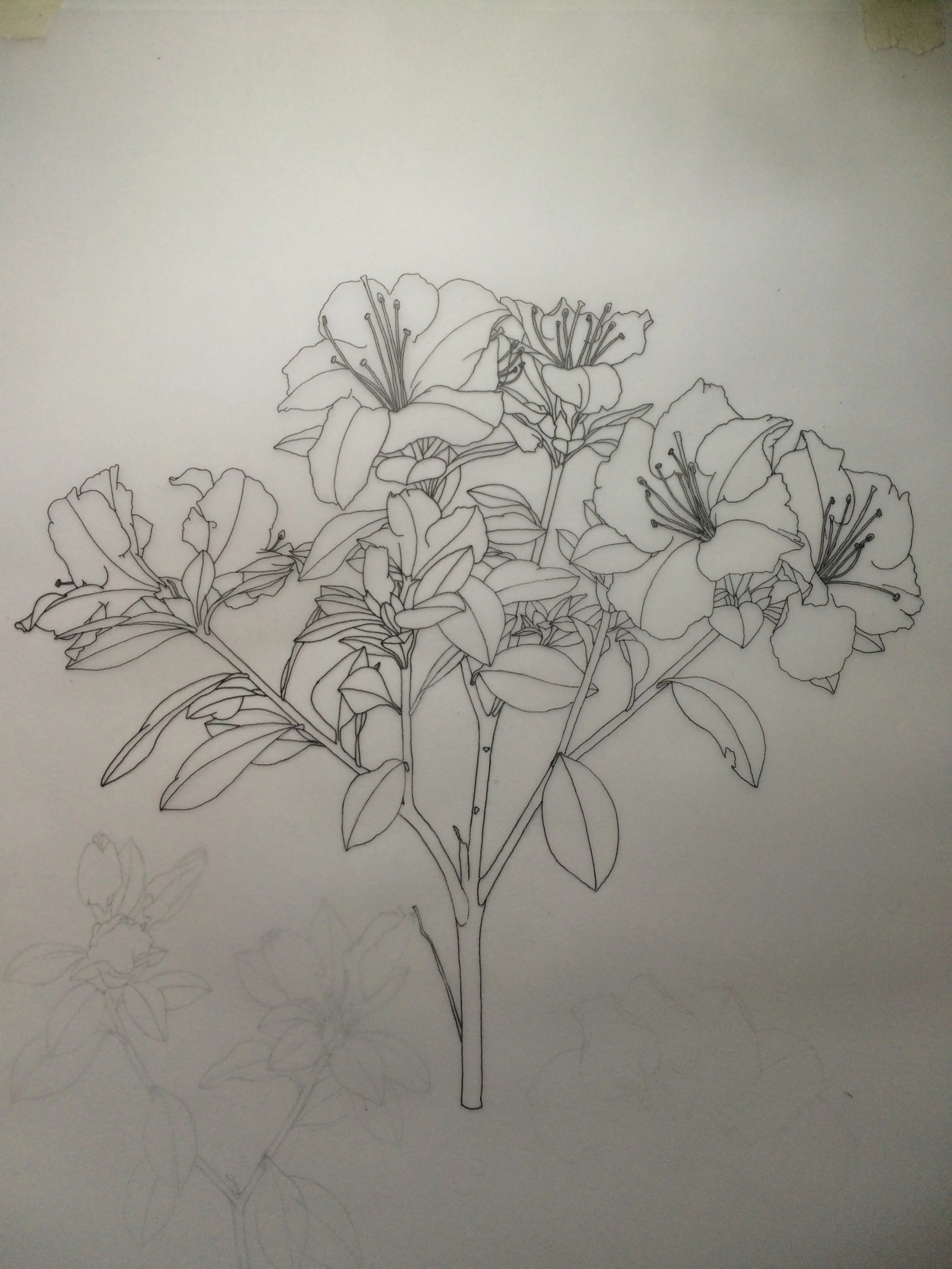 Diploma Portfolio - Botanical Illustration — Helen Cousins Botanics