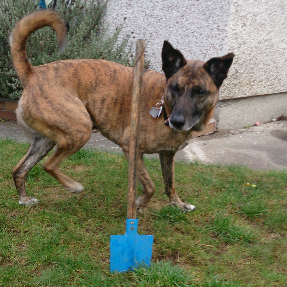 How Do I Entertain My Bored Puppy