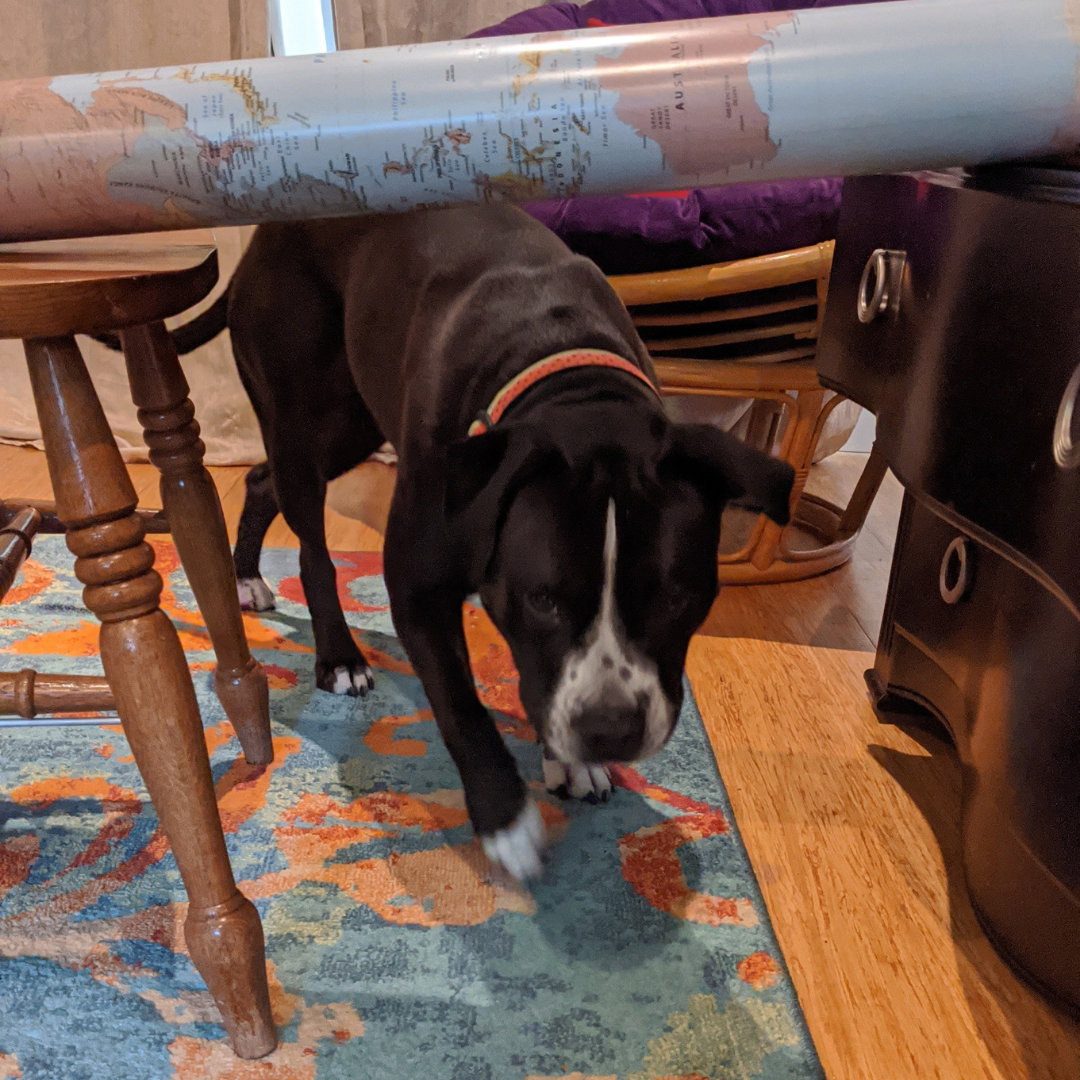 How to Entertain Bored Dog — RocketDog Training
