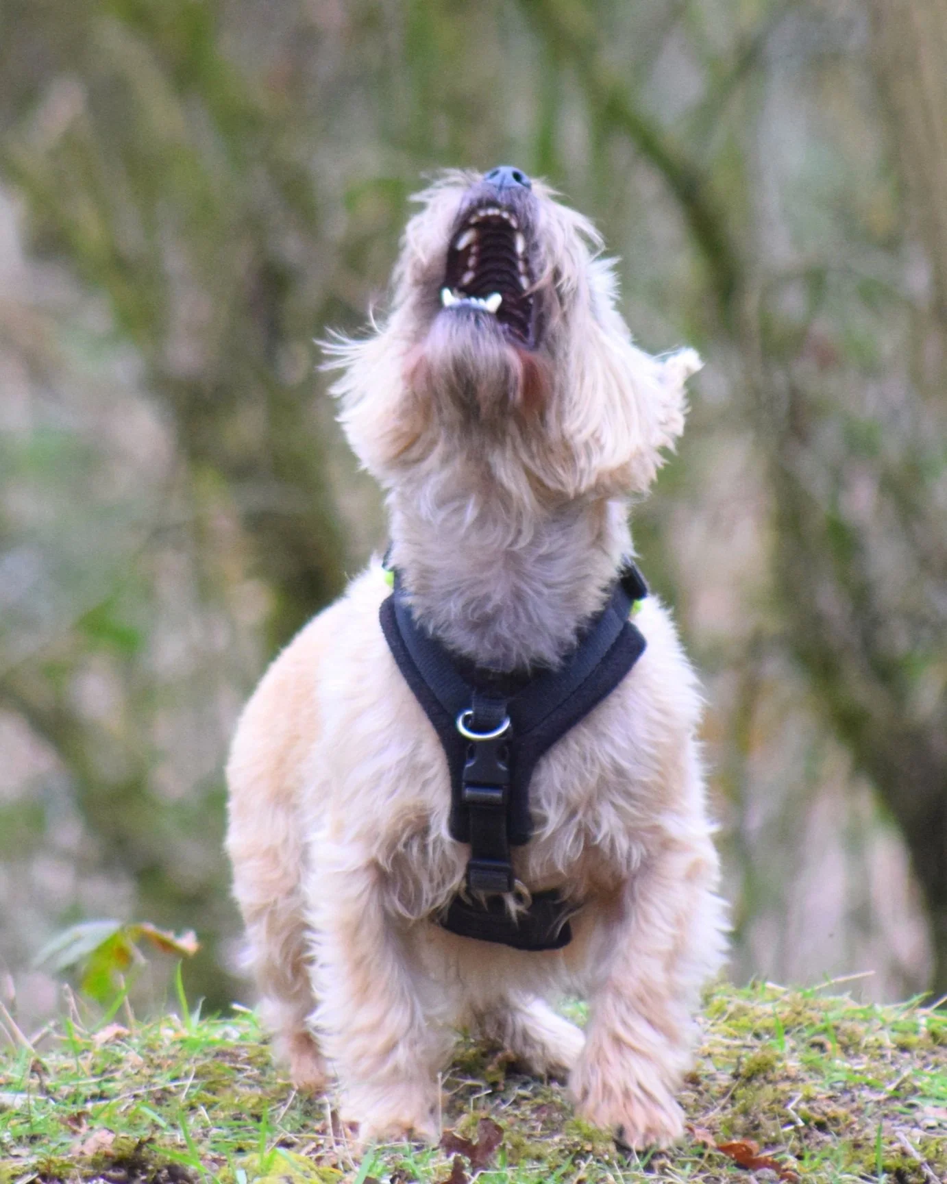 5 Things Not to do Reactive Dog — RocketDog Training