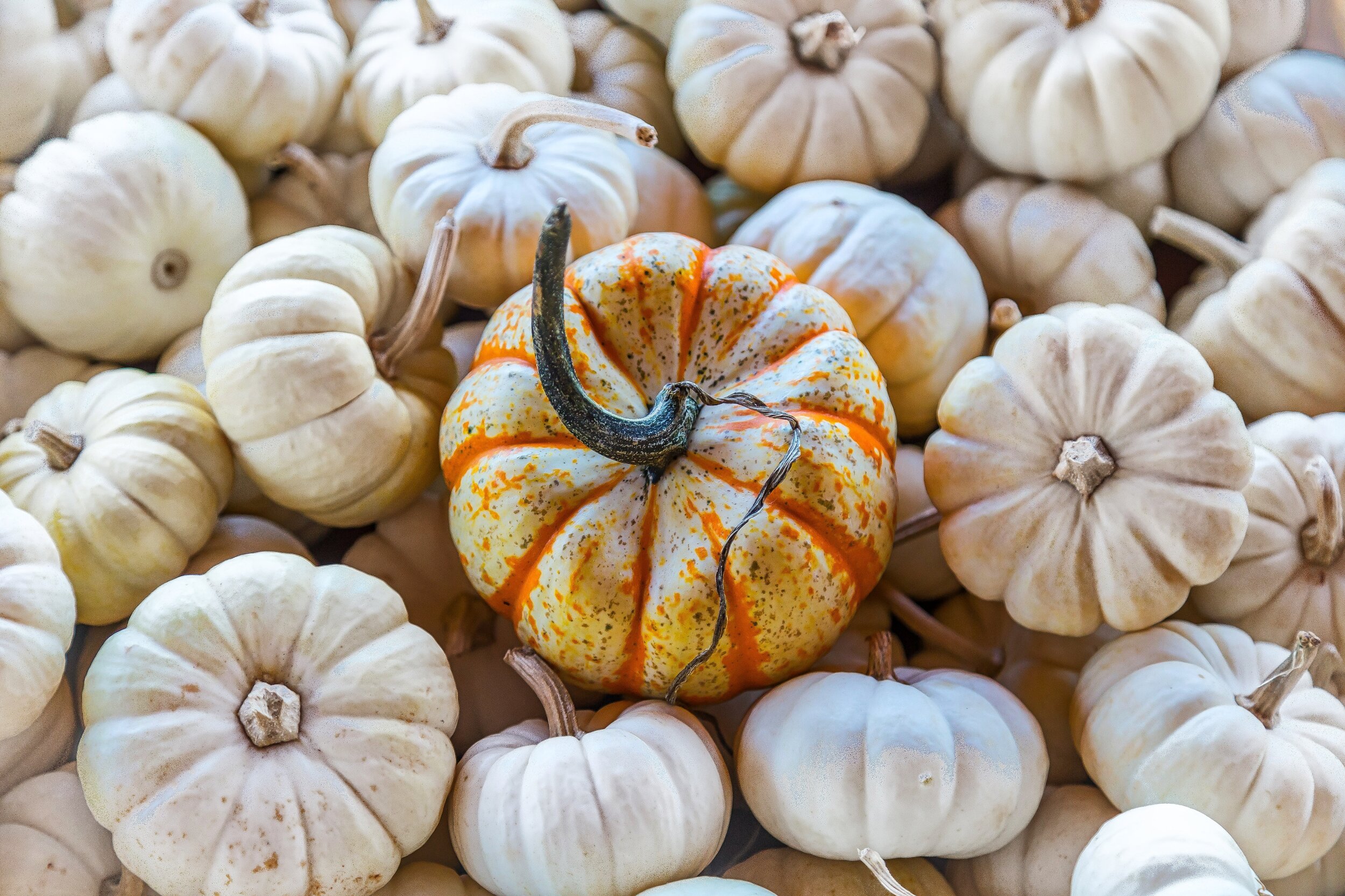 Fall Into Wellness — Urban You - Modern Beauty + Wellness