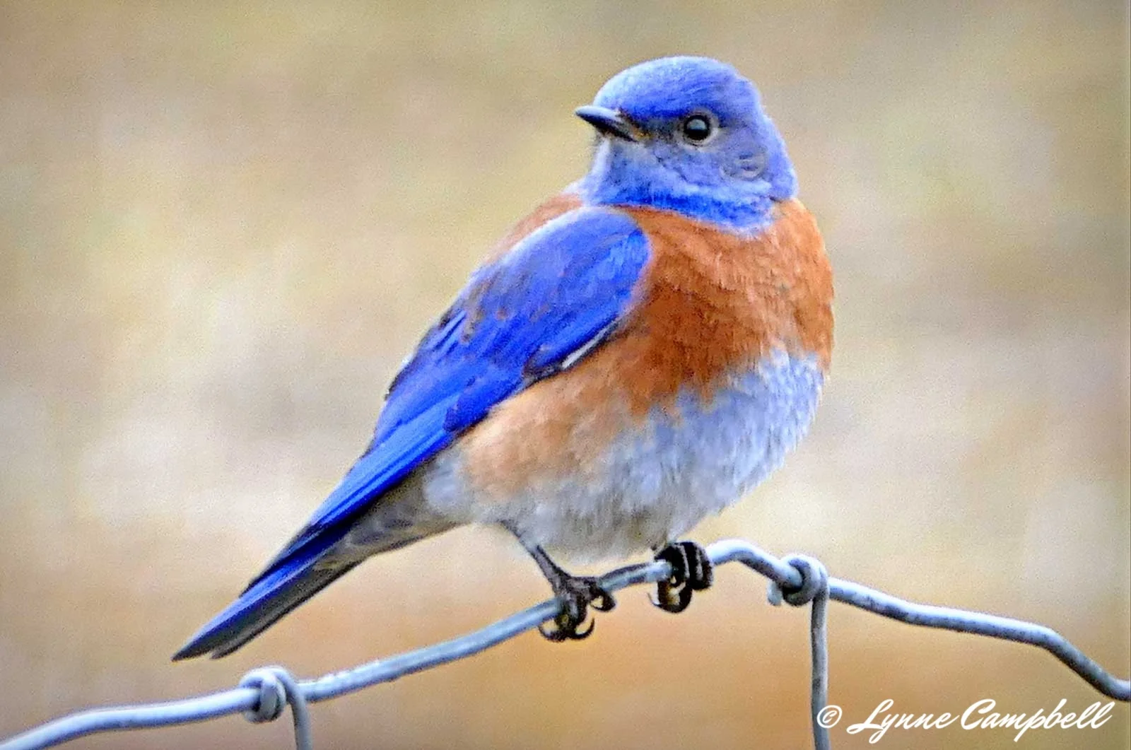 Western Bluebird