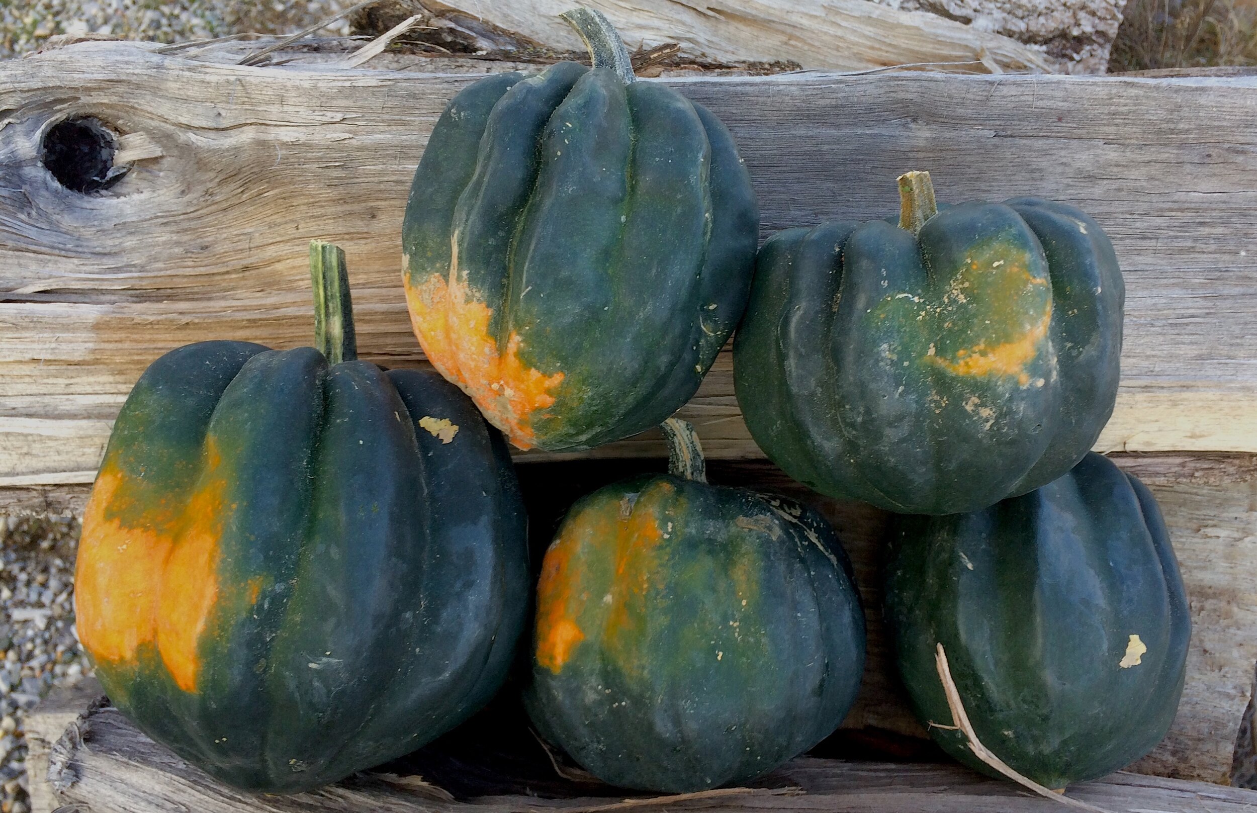 Acorn Squash