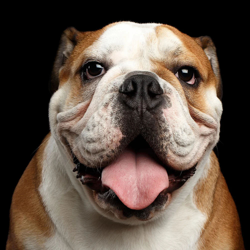 Can Bulldog Hip Displasia Be Fixed