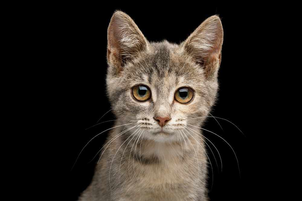 Diarrhoea in cats — Elwood vet