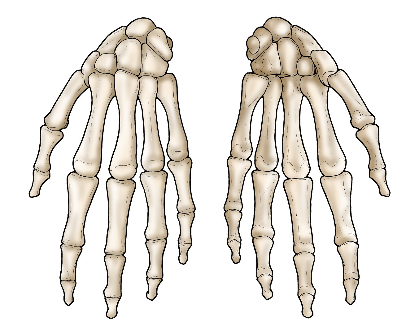 Hand Bones Unlabeled