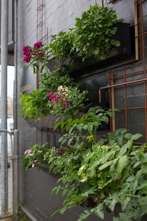 Food Wall — Herb Urban