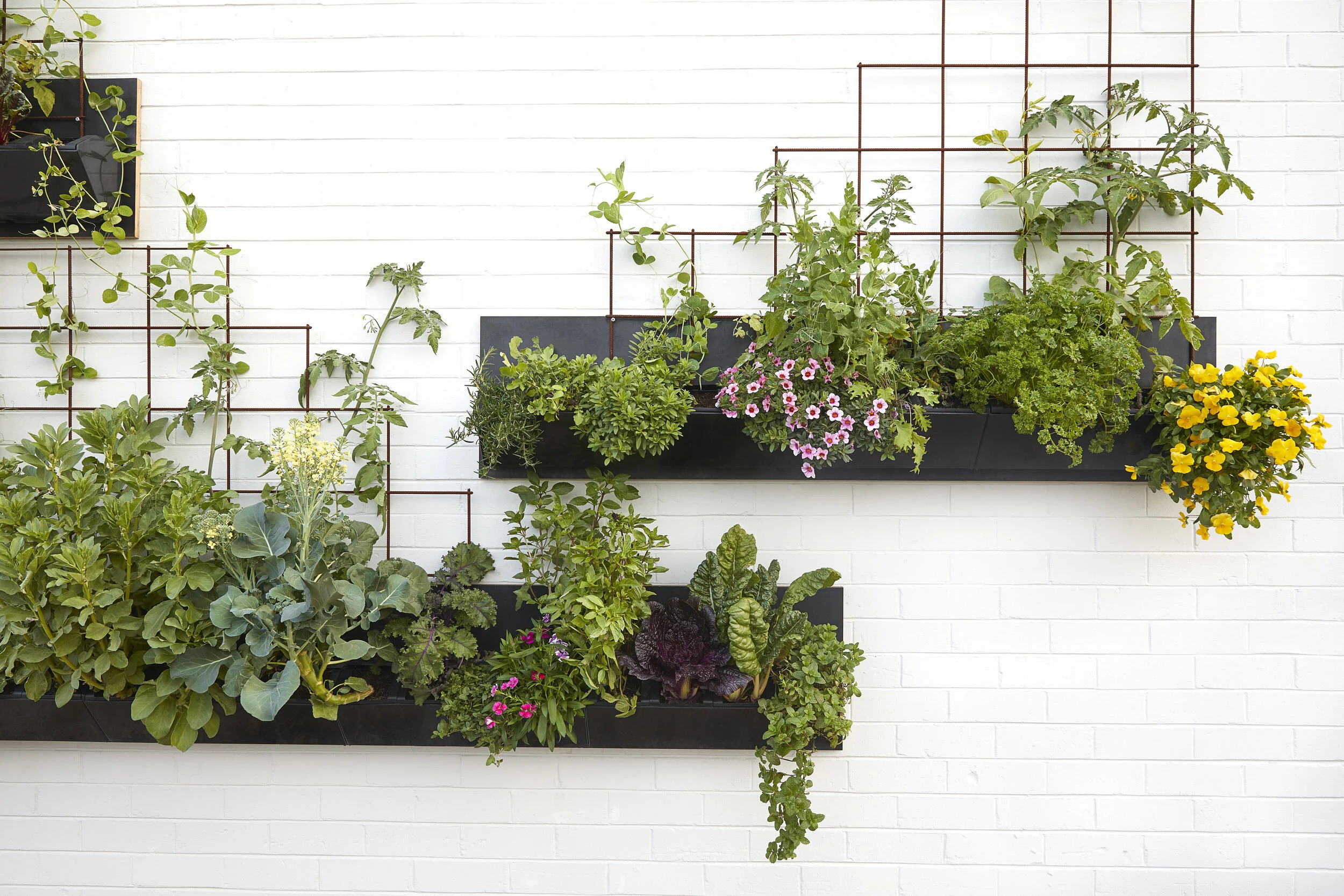 Food Wall — Herb Urban