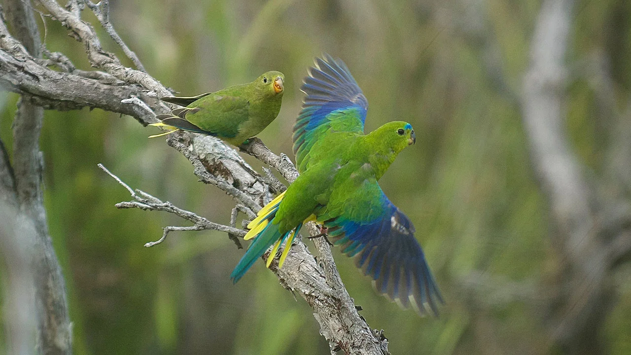 Orange-bellied parrot — DIFFICULT BIRD RESEARCH GROUP