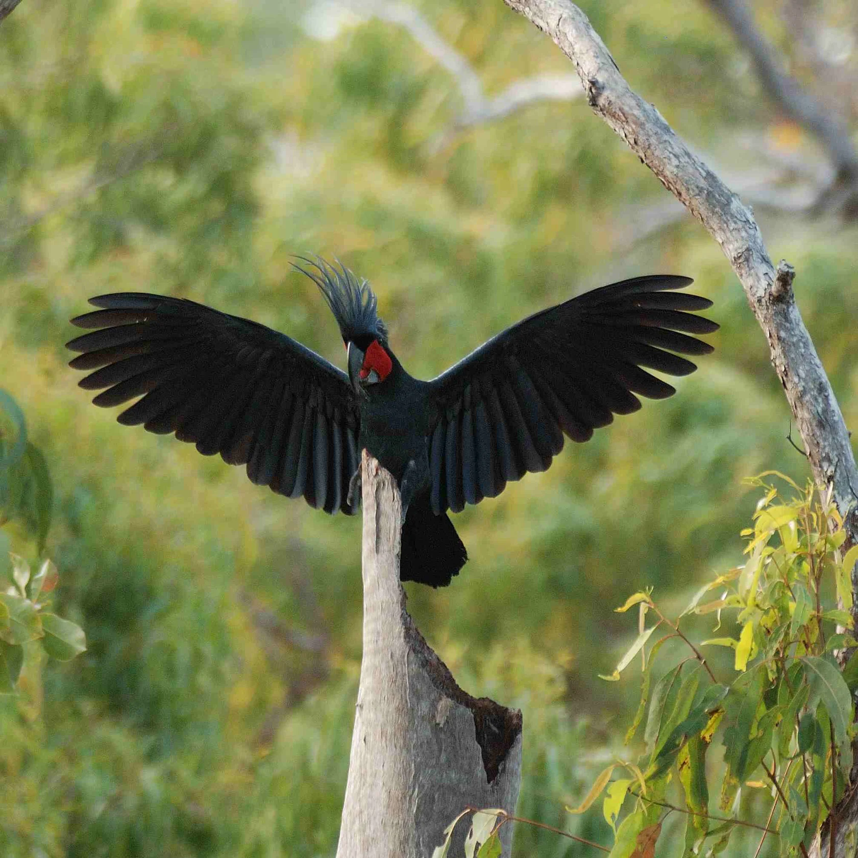 Palm Cockatoo — DIFFICULT BIRD RESEARCH GROUP