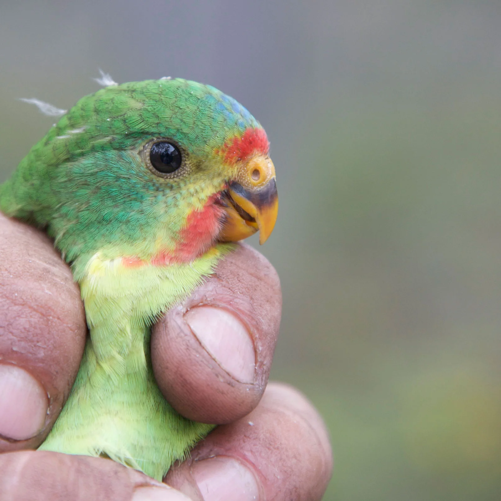 Swift Parrot — DIFFICULT BIRD RESEARCH GROUP