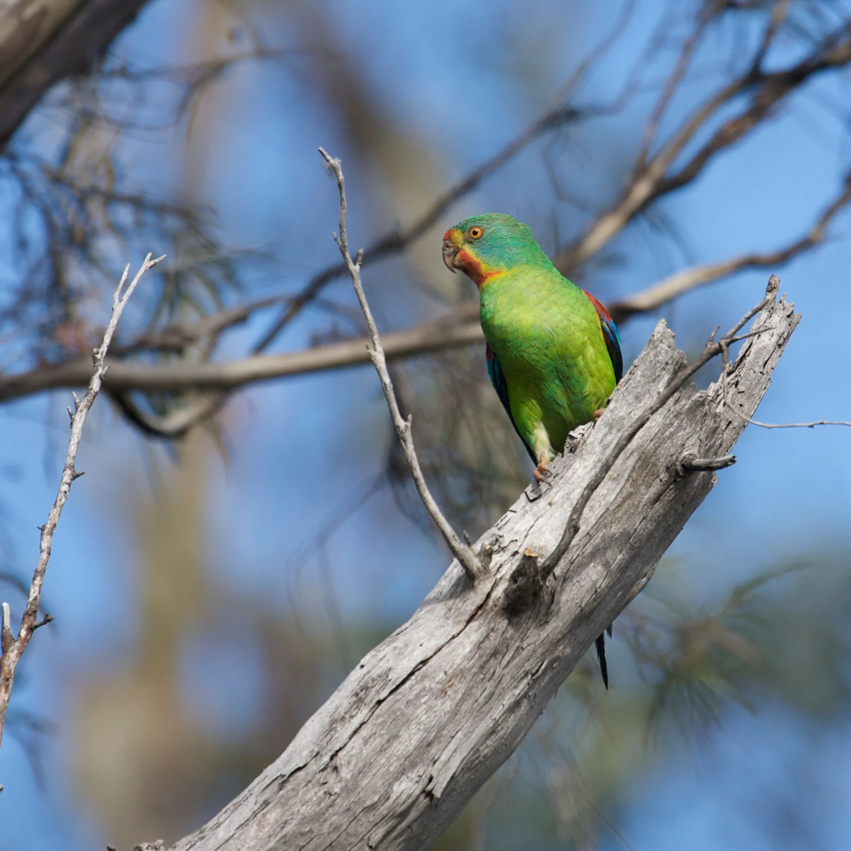 Swift Parrot — DIFFICULT BIRD RESEARCH GROUP