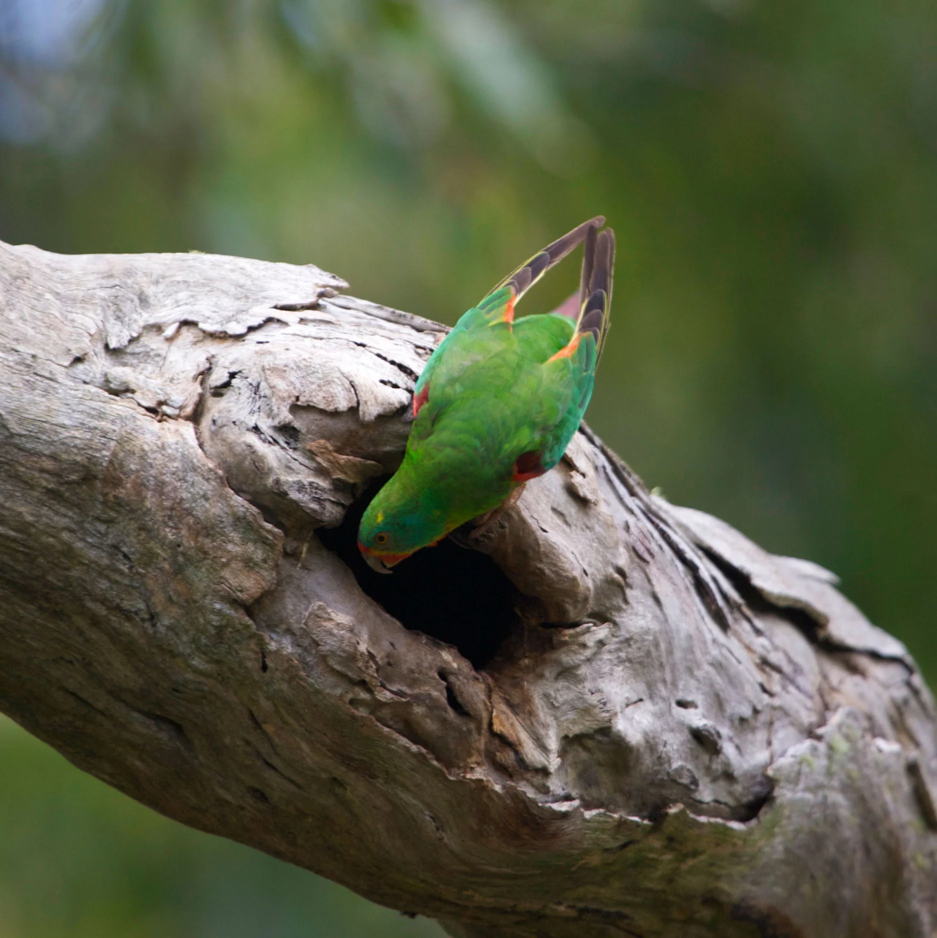 Swift Parrot — DIFFICULT BIRD RESEARCH GROUP