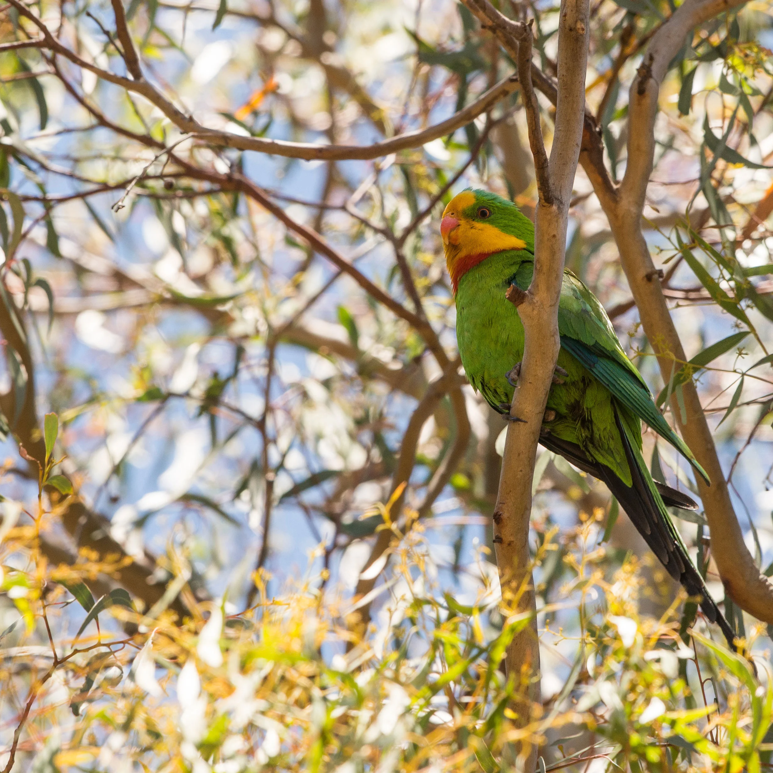 Superb Parrot — DIFFICULT BIRD RESEARCH GROUP