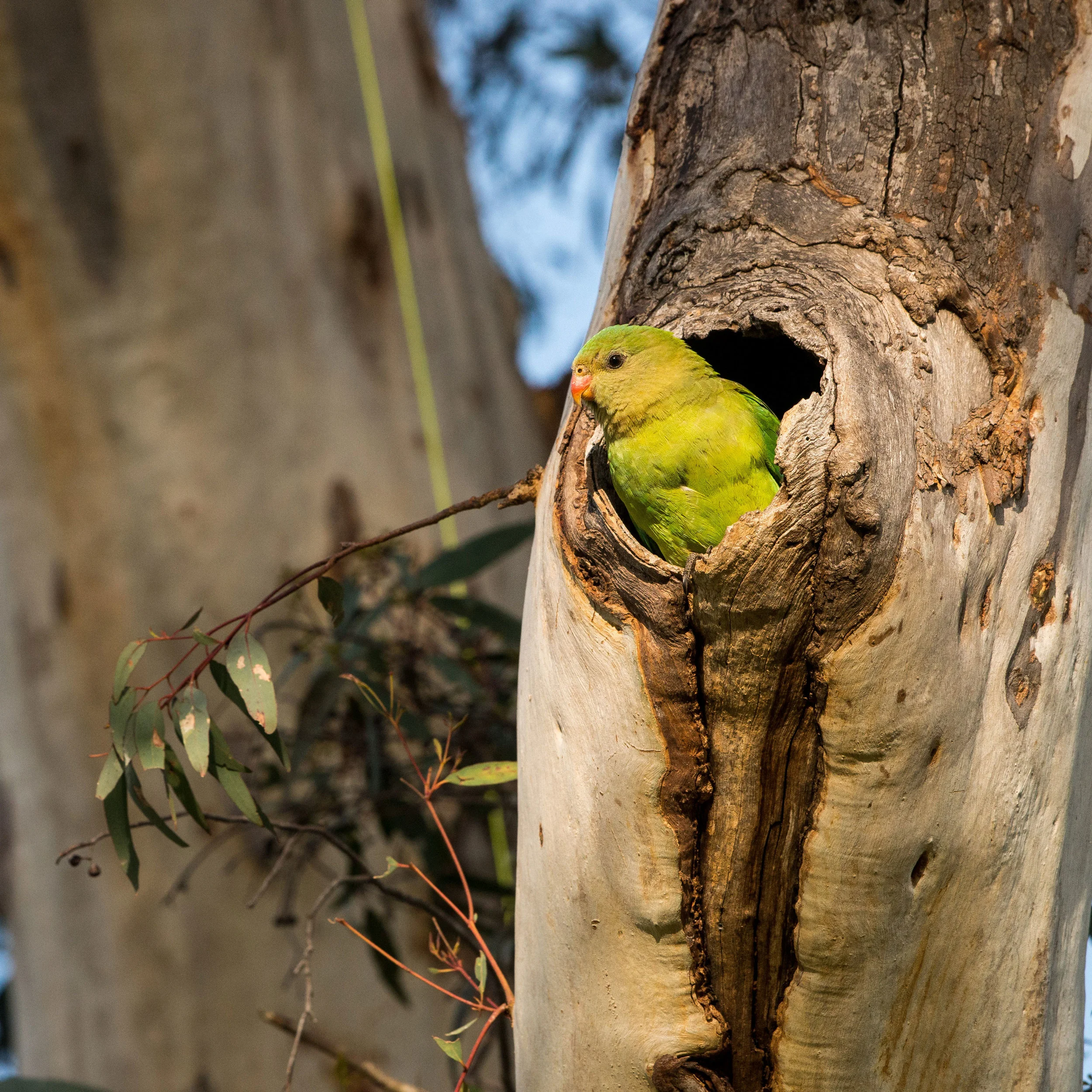 Superb Parrot — DIFFICULT BIRD RESEARCH GROUP