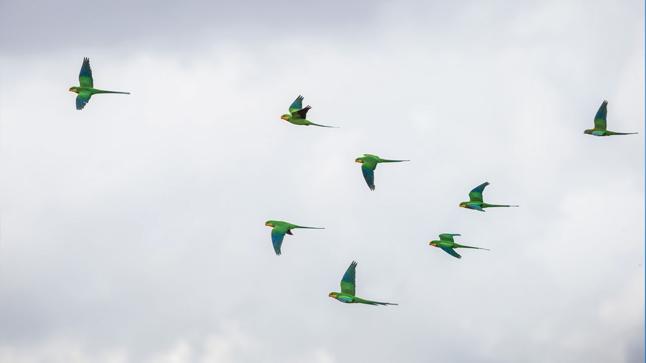 Study Species — DIFFICULT BIRD RESEARCH GROUP