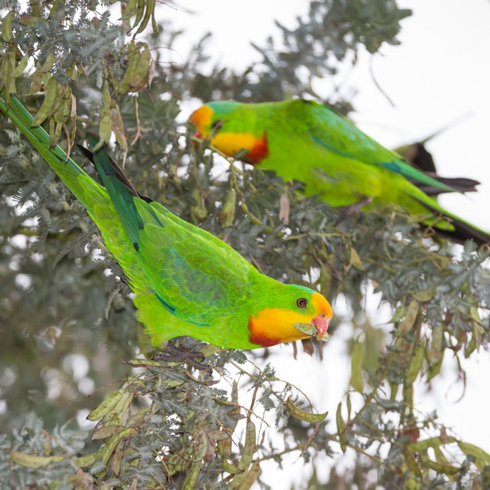 Superb Parrot — DIFFICULT BIRD RESEARCH GROUP