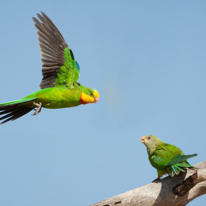 Superb Parrot — DIFFICULT BIRD RESEARCH GROUP