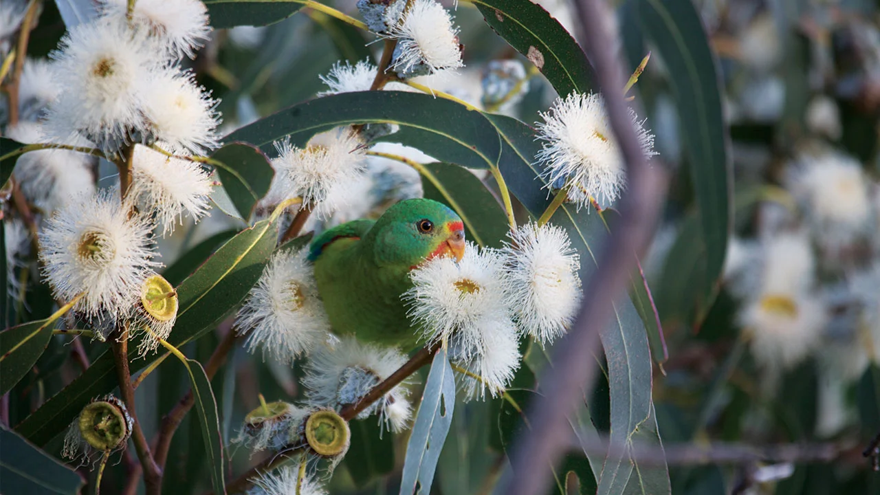 Swift Parrot — DIFFICULT BIRD RESEARCH GROUP