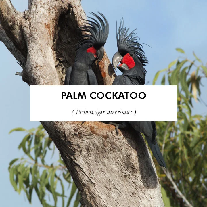 DIFFICULT BIRD RESEARCH GROUP