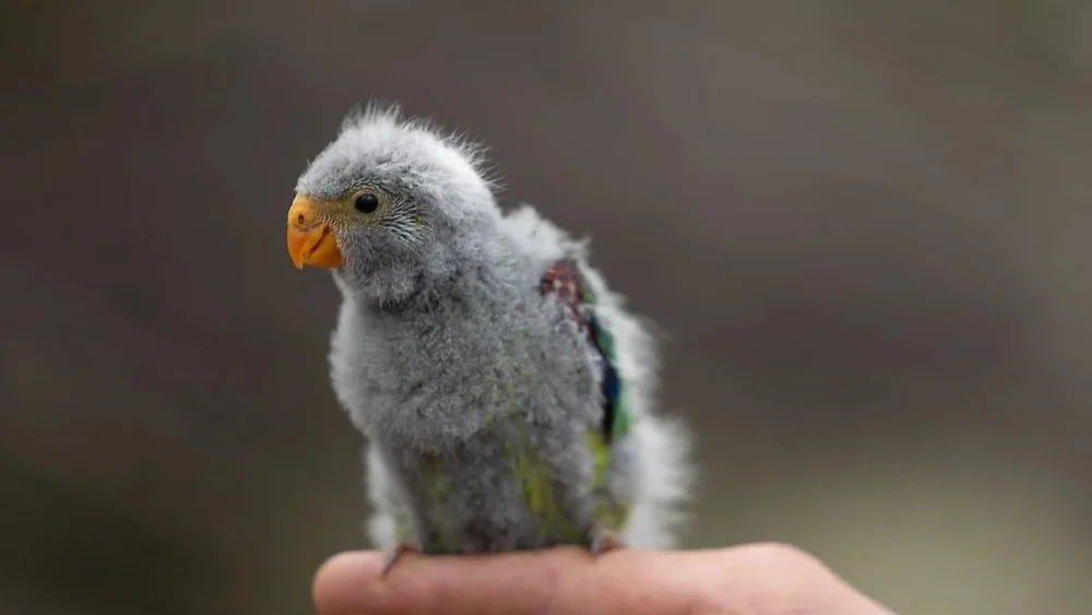 Swift Parrot — DIFFICULT BIRD RESEARCH GROUP