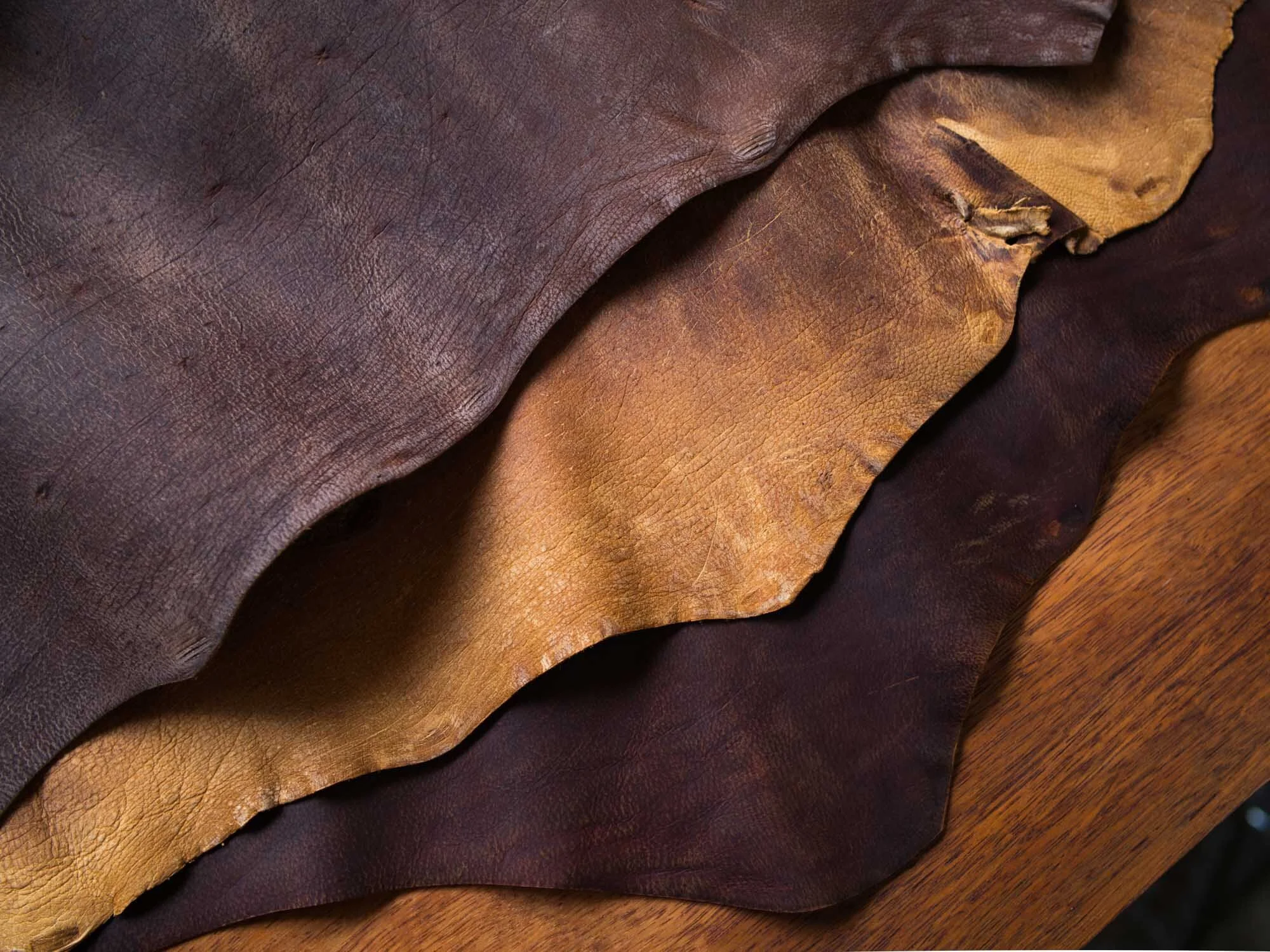 African Kudu - C.F. Stead Co.