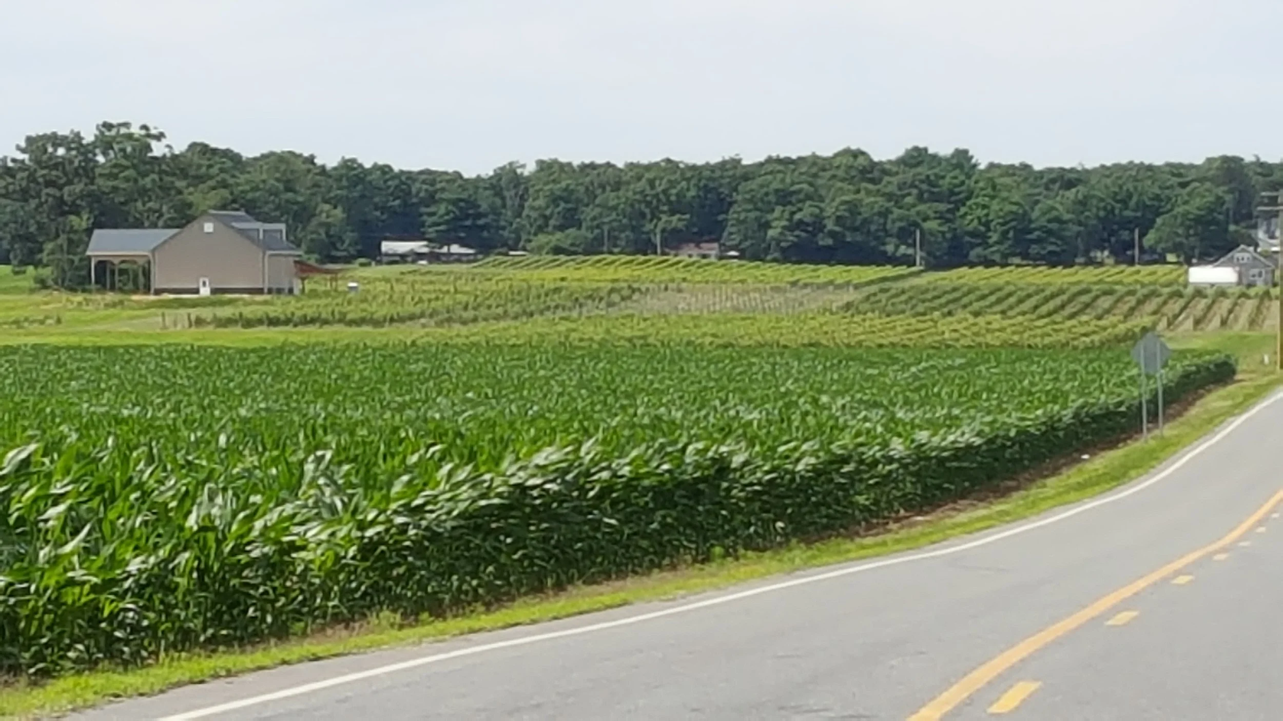 Cedar Rose Vineyards